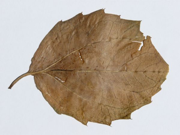 texture 0024 - Texturelib